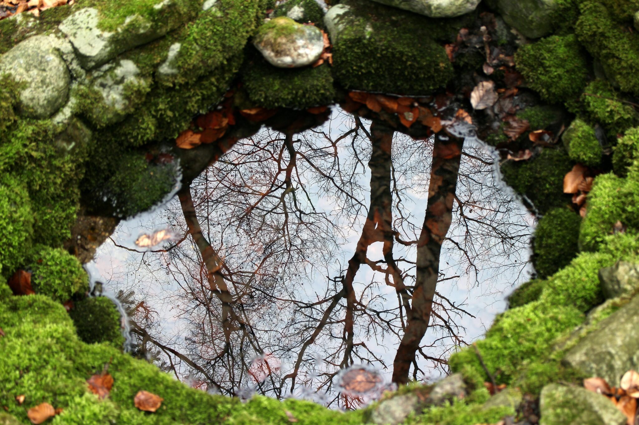 The Path of the Hedge Witch: A Journey of Magic and Nature – Hedge ...